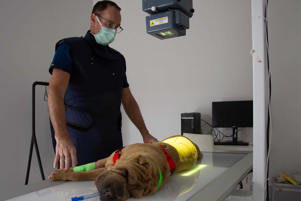 Animal Digital Radiology, Vet Clinic & Hospital | Melbourne Pet Surgery